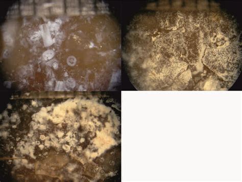 Any Idea Of What The Tubular Fossils In The Pictures Might Be