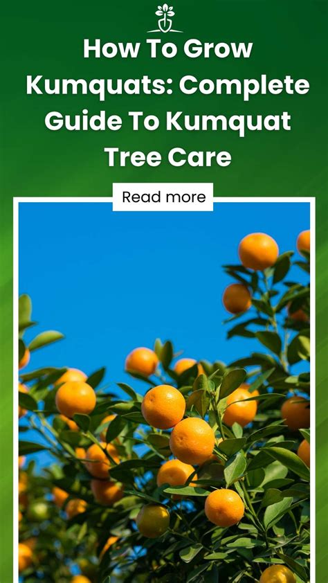 How To Grow Kumquats Complete Guide To Kumquat Tree Care