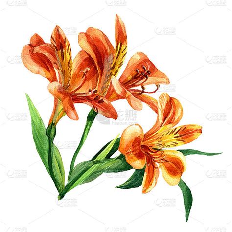 水彩孤花在白色背景上。植物插图。