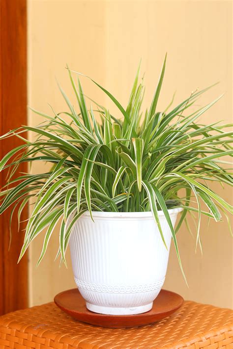 Chlorophytum Comosum Anne Duchateau Europe Flowers And Plants