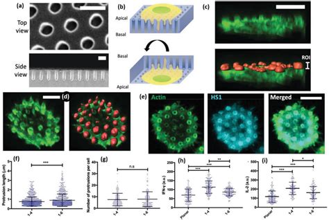 T Cell Protrusions Penetrating Microscale Pits Array And Micropit