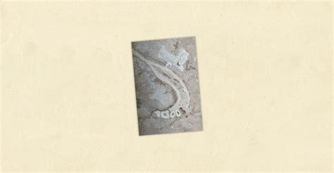 A Dentist Found A Jawbone In A Floor Tile The Atlantic