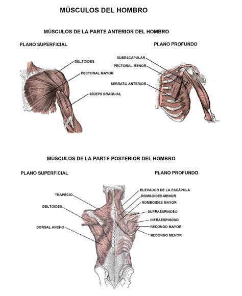 PÉrdida O Deficiencia De RotaciÓn Interna De La ArticulaciÓn Del Hombro