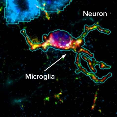 Cosmx® Mouse Neuroscience Protein Panel Nanostring
