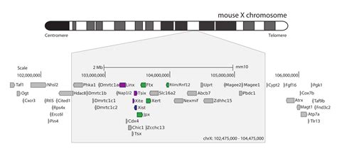 Deciphering High Resolution 3d Chromatin Organization Via Capture Hi C