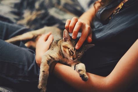 Kitten Development Chart Ponasa