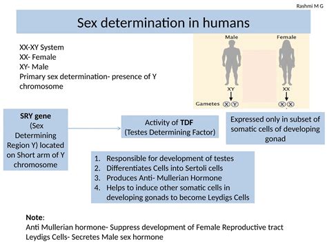 Sex Linkage An Overview Introduction Significancepptx