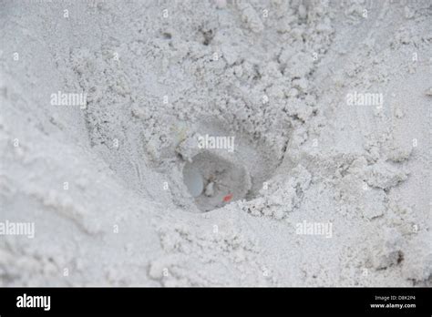 A Sea Turtle Egg Nestled In A Small Hollow In The Sand Indicating The
