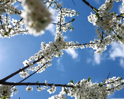 White Blossoms 4k Uhd Wallpaper For Ultrahd Desktop And Tv Dual