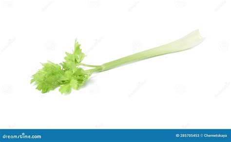 Fresh Green Celery Stem Isolated On White Stock Image Image Of Cooking Health 285705453