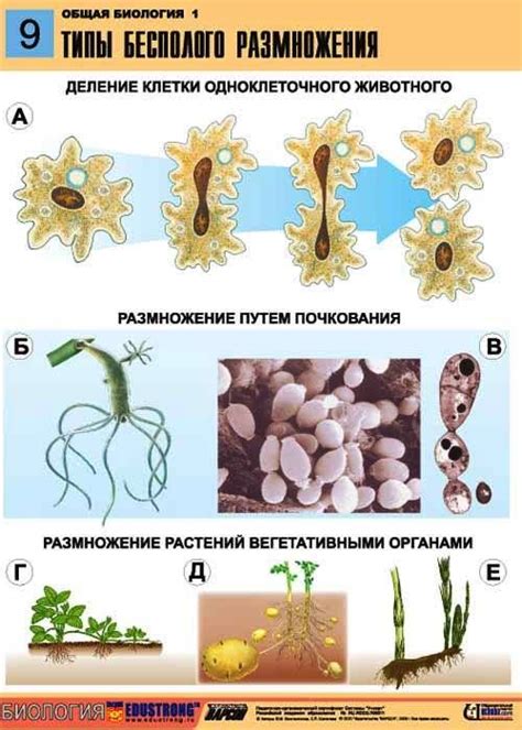 Общая биология, 10 кл., табл. 9.