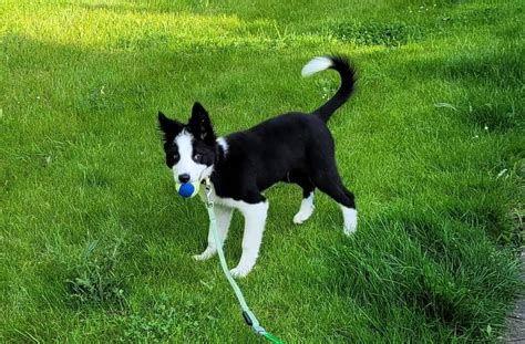 Border Collie Growth And Weight Chart Male And Female K9 Web