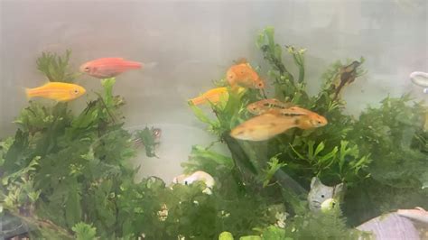 請問他們2隻怎麼了 水族板 Dcard