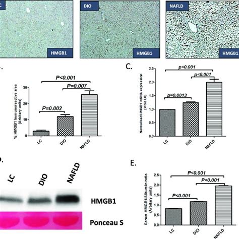 Pdf Hmgb1 Rage Pathway Drives Peroxynitrite Signaling Induced Ibd