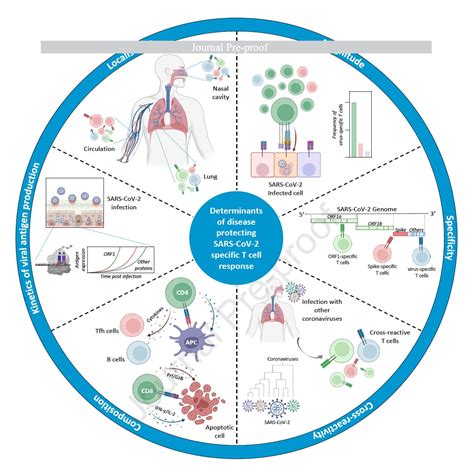 Eric Topol On Twitter A New Review Of The T Cell Immune Response From