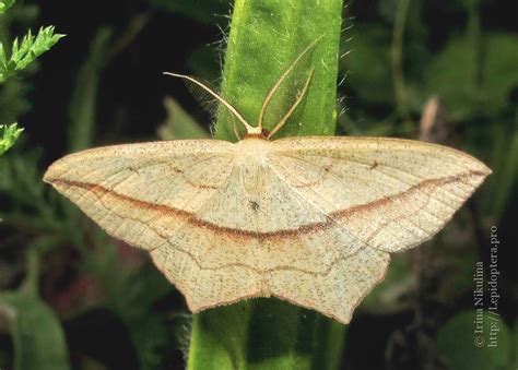 Photo 30656 Timandra Comae