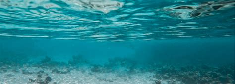 Nutrients From The Sea Unveiling The Riches Of Kelp Spirulina Omega