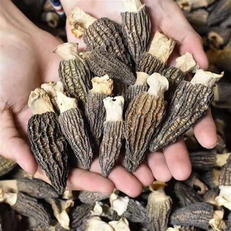 Morel Yunnan Factory Price Cultivate Dried Morel Mushrooms Morel