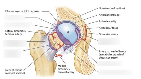 Hip Capsule Coronal Cross Section Diagram Quizlet