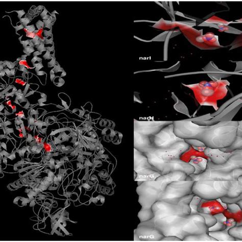 Predicted 3d Structure Of Nitrate Reductase A Subunits And The Download Scientific Diagram