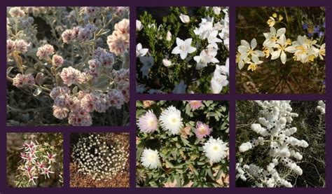 The Wonderful World Of Western Australian Wildflowers Australia By Red Nomad OZ