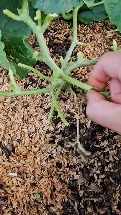 참외 이거만하면 가을까지 두배세배로 더 많이 열려요 참외곁순제거 참외많이열리게하기 천연살충제 청벌레퇴치 해충박사 슈퍼광개토 진딧물퇴치 참외키우기 천연비료