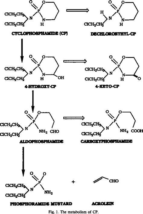 Cellular Amide Metabolic Process Semantic Scholar