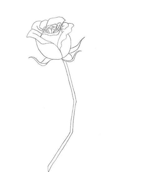 Как нарисовать красивую розу карандашом
