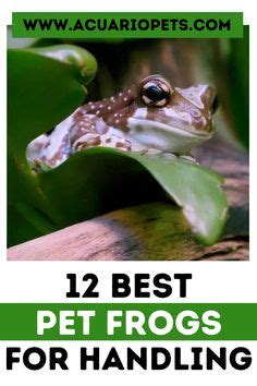 12 Best Pet Frogs For Handling Beginners List Pet Frogs Pets Frog
