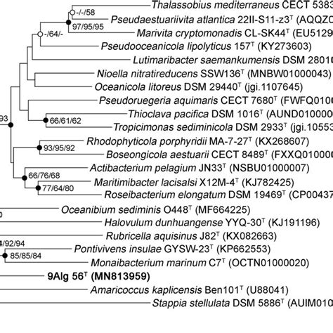 Phylogenetic Tree Of Rpoc Sequences Based On Bayesian Inference Method