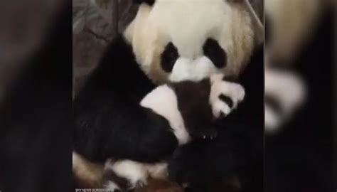 ابراز احساسات جالب پاندای مادر هنگام در آغوش کشیدن نوزادش؛ بچه مریض بود ویدئو