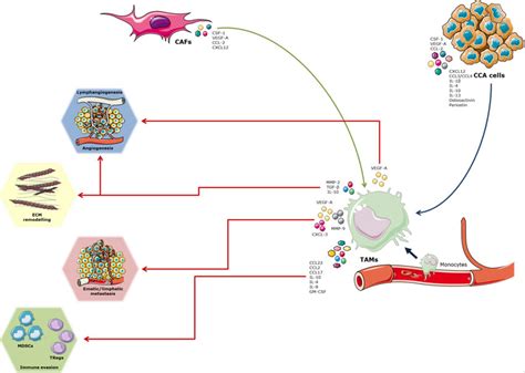 Role Of Tams In Cca Progression Graphic Representation Of The