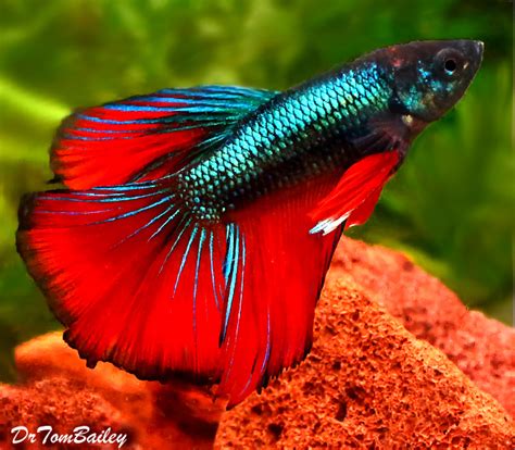 Premium Male Rare Unique Assorted Halfmoon Betta Fish