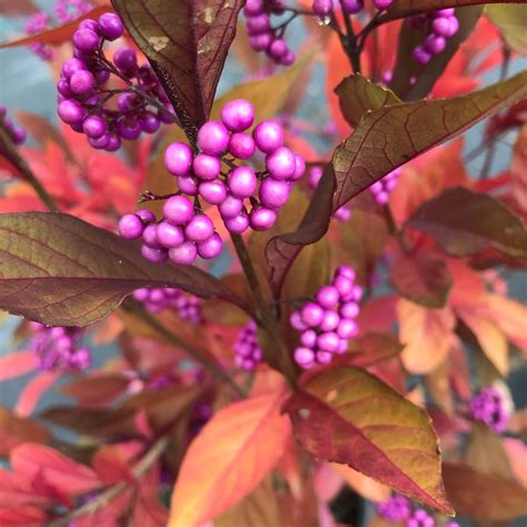 Callicarpa X Pearl Glam® Beautyberry From Saunders Brothers Inc