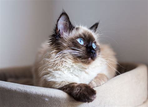 Birman Cat Vs Ragdoll Cat Decoding The Feline Mystique