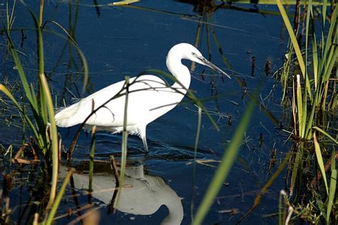 Aigrette Garzette Yali60218