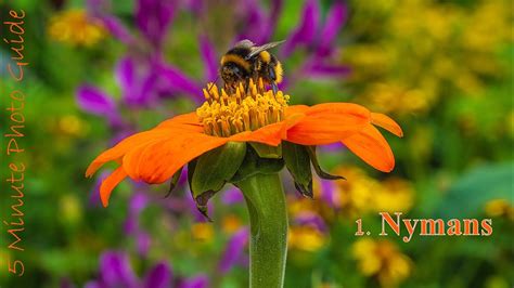 5 Minute Photo Guide 1 Nymans Youtube