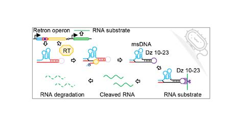 Generation Of Dnazyme In Bacterial Cells By A Bacterial Retron System Acs Synthetic Biology