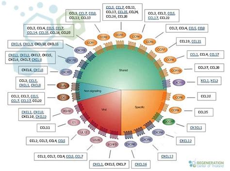The Role Of Chemokines In Stem Cell Migration And Immune Modulation
