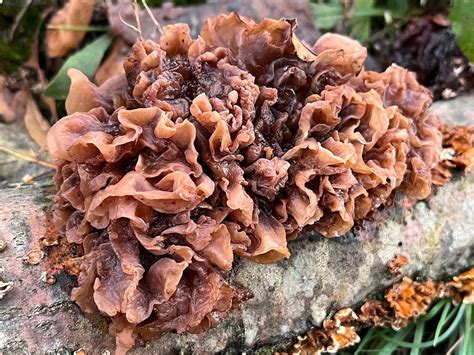 Phaeotremella Frondosa