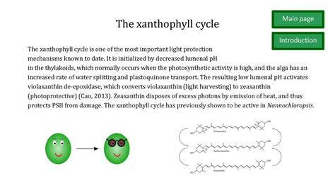 Xanthophyll Cycle What Is Xanthophyll Meaning Types Cycle