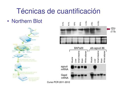 Ppt Otras Pcr Pcr En Tiempo Real Cuantitativa Powerpoint