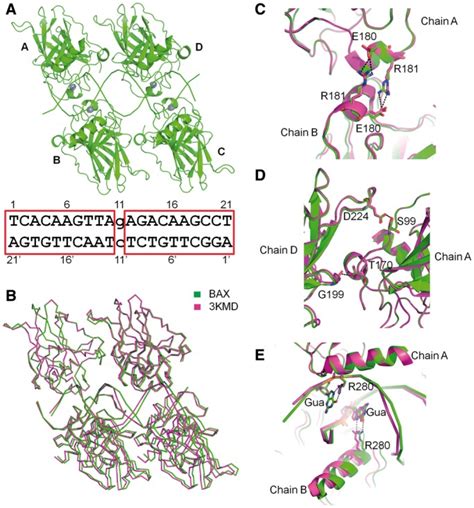 Structure Of P53 Binding To The Bax Response Element Reveals Dna
