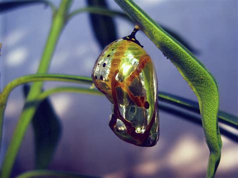 Pupa é o nome dado ao estágio entre a larva e o ser formado