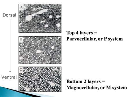 Perception Flashcards Quizlet Perception Flashcards Quizlet