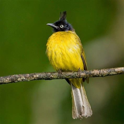 10 Eye Catching Yellow Colored Birds Birds Bulbul Beautiful Birds