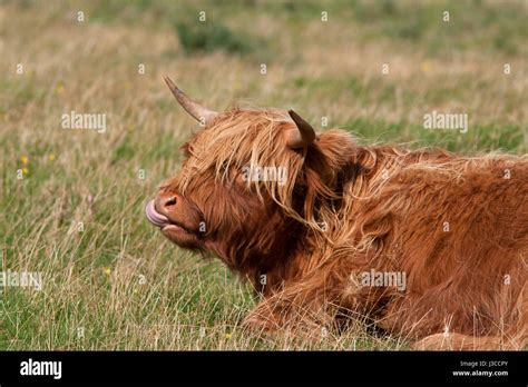 Highland Cattle Portrait Of Single Adult Female Resting On Grass And