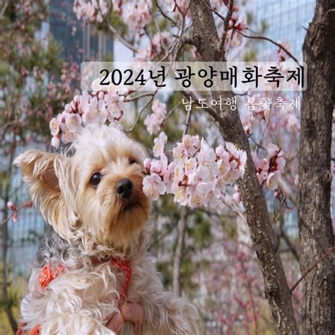 2024년 광양매화축제 기본정보 주차장 입장료 기간 셔틀버스 행사 일정 매화 개화시기 꽃말 3월 남도여행 봄꽃축제 네이버 블로그