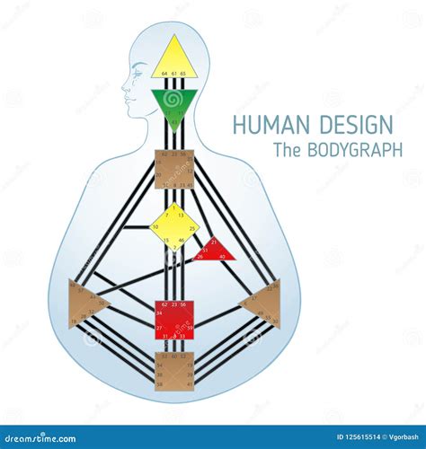 Human Design Bodygraph Chart Design Vector Isolated Illustration Stock