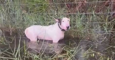 Hurricane Milton Abandoned Dog Left Tied To Fence Rescued From Floods
